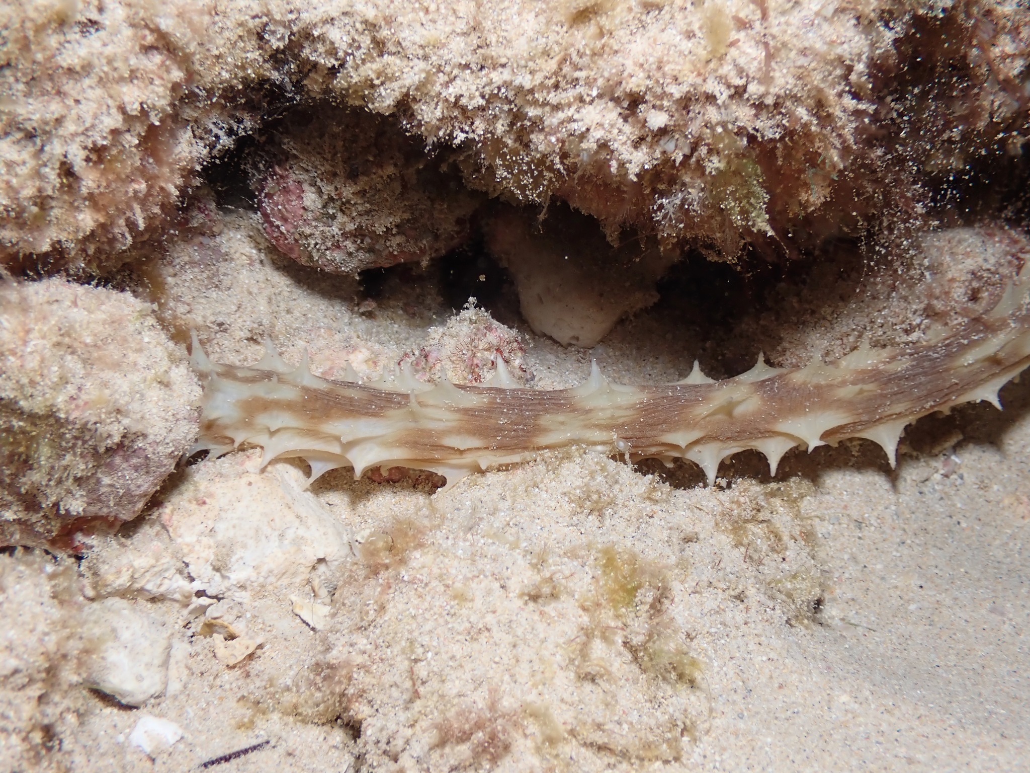 Holothuria hilla Lesson, 1830