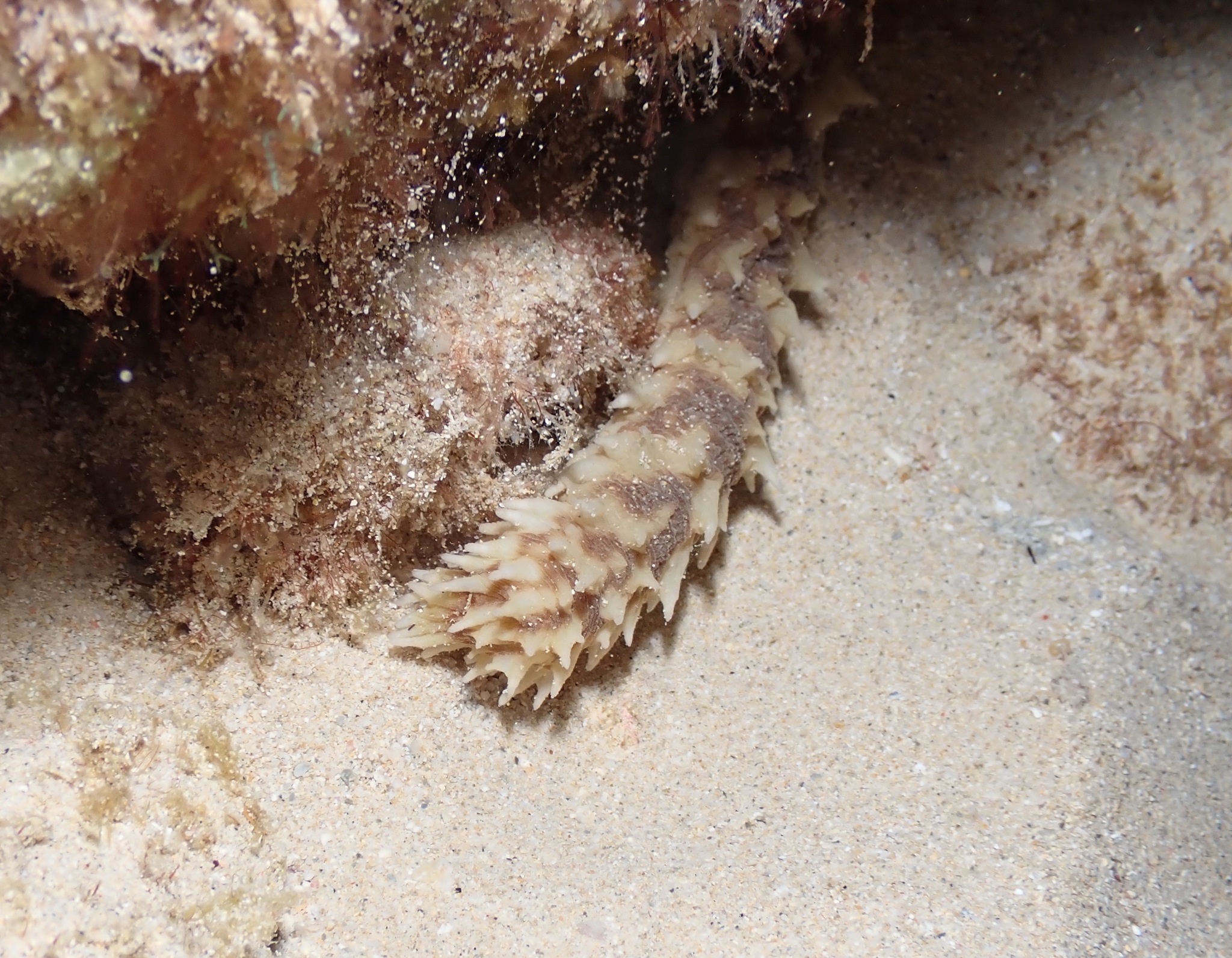 Holothuria hilla Lesson, 1830