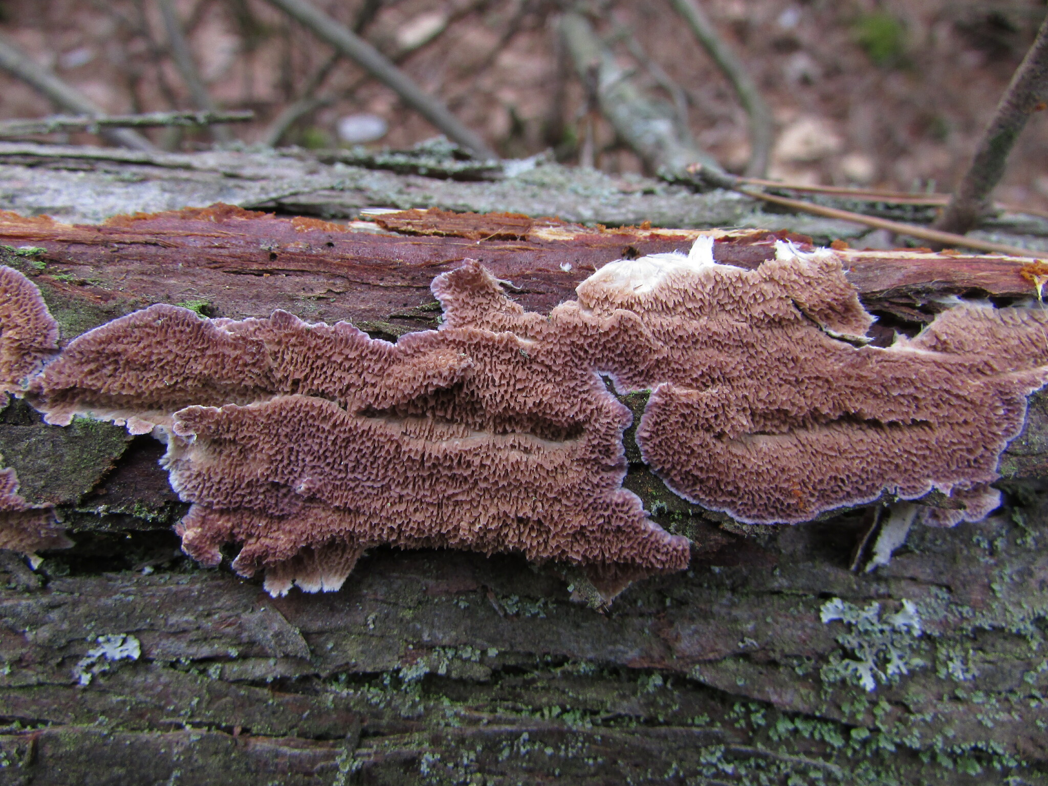 Trichaptum fuscoviolaceum (Ehrenb.) Ryvarden