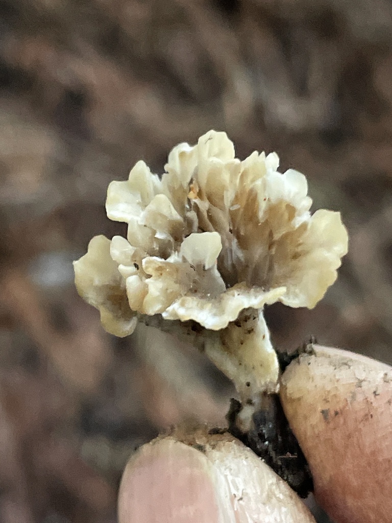 Cotylidia from Danube Dr, Aptos, CA, US on January 26, 2023 at 03:22 PM ...