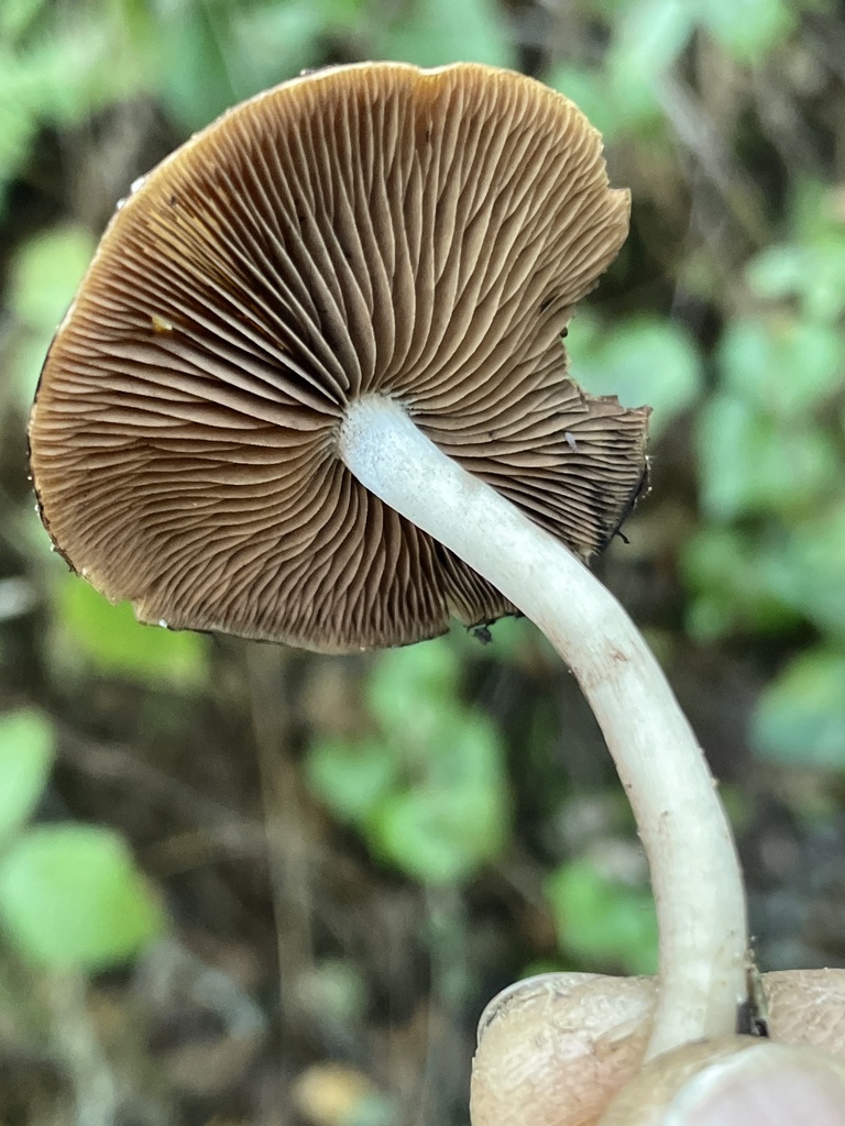 Common Stump Brittlestem from Danube Dr, Aptos, CA, US on January 26 ...