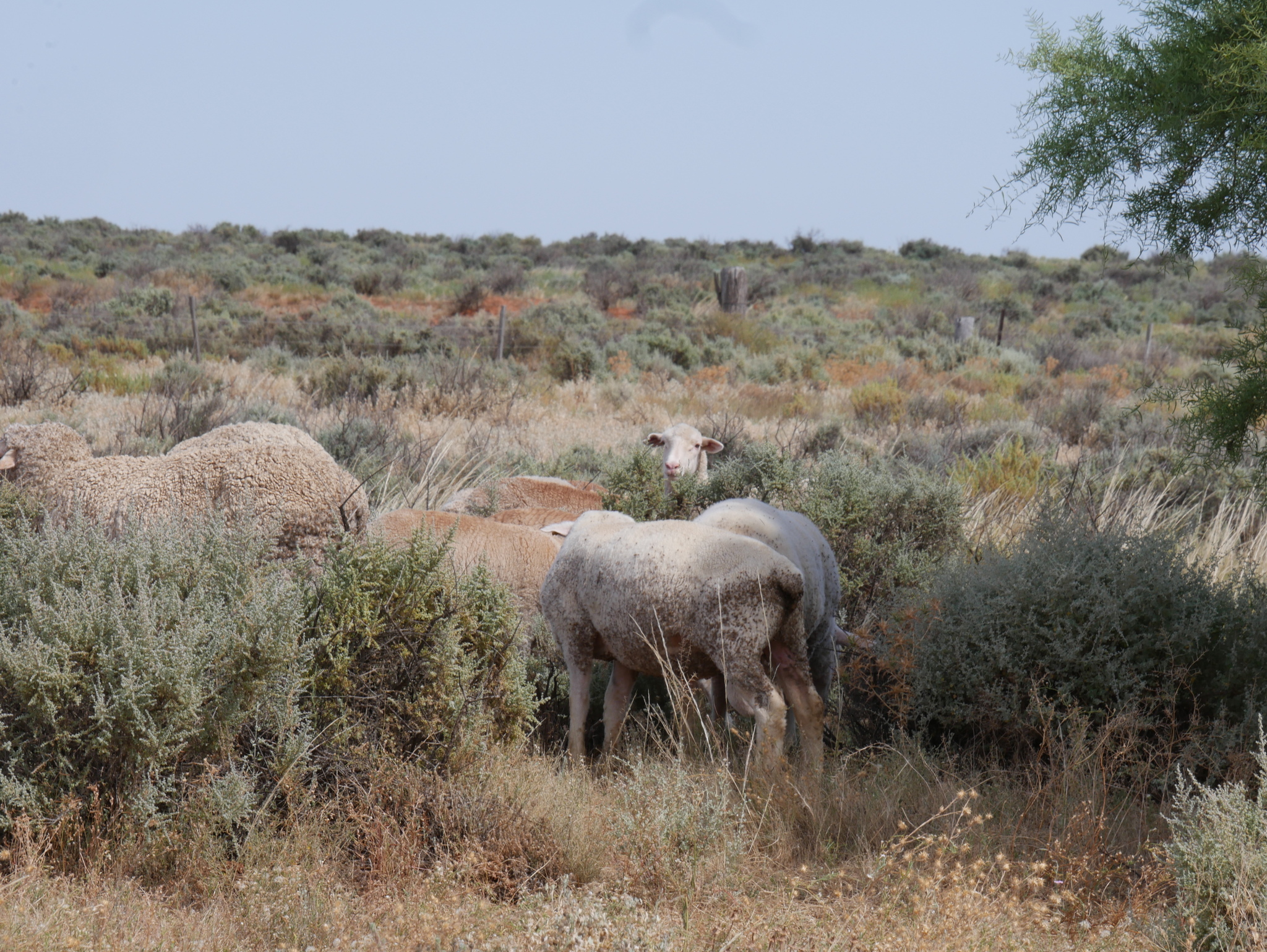 Ovis aries Linnaeus, 1758
