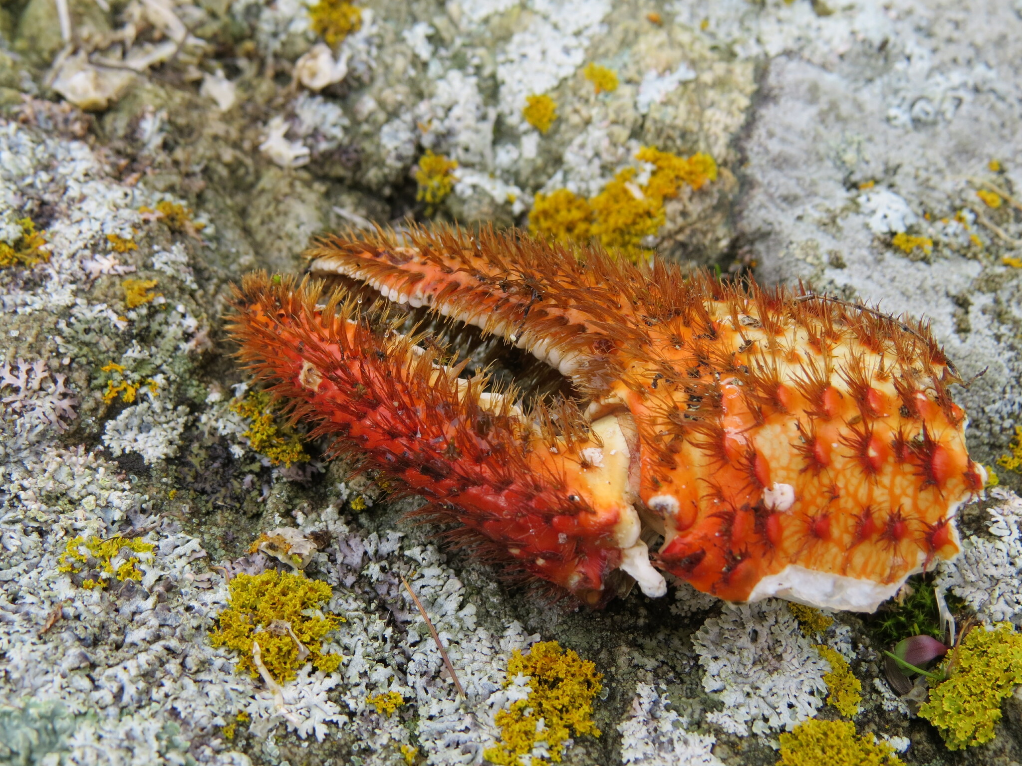 Acantholithodes hispidus (Stimpson, 1860)