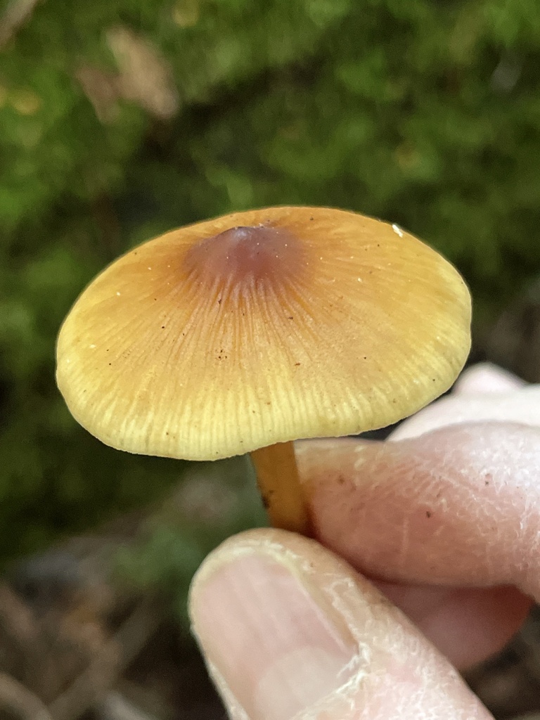 Redwood Rooter from Haas Dr, Aptos, CA, US on January 26, 2023 at 11:18 ...