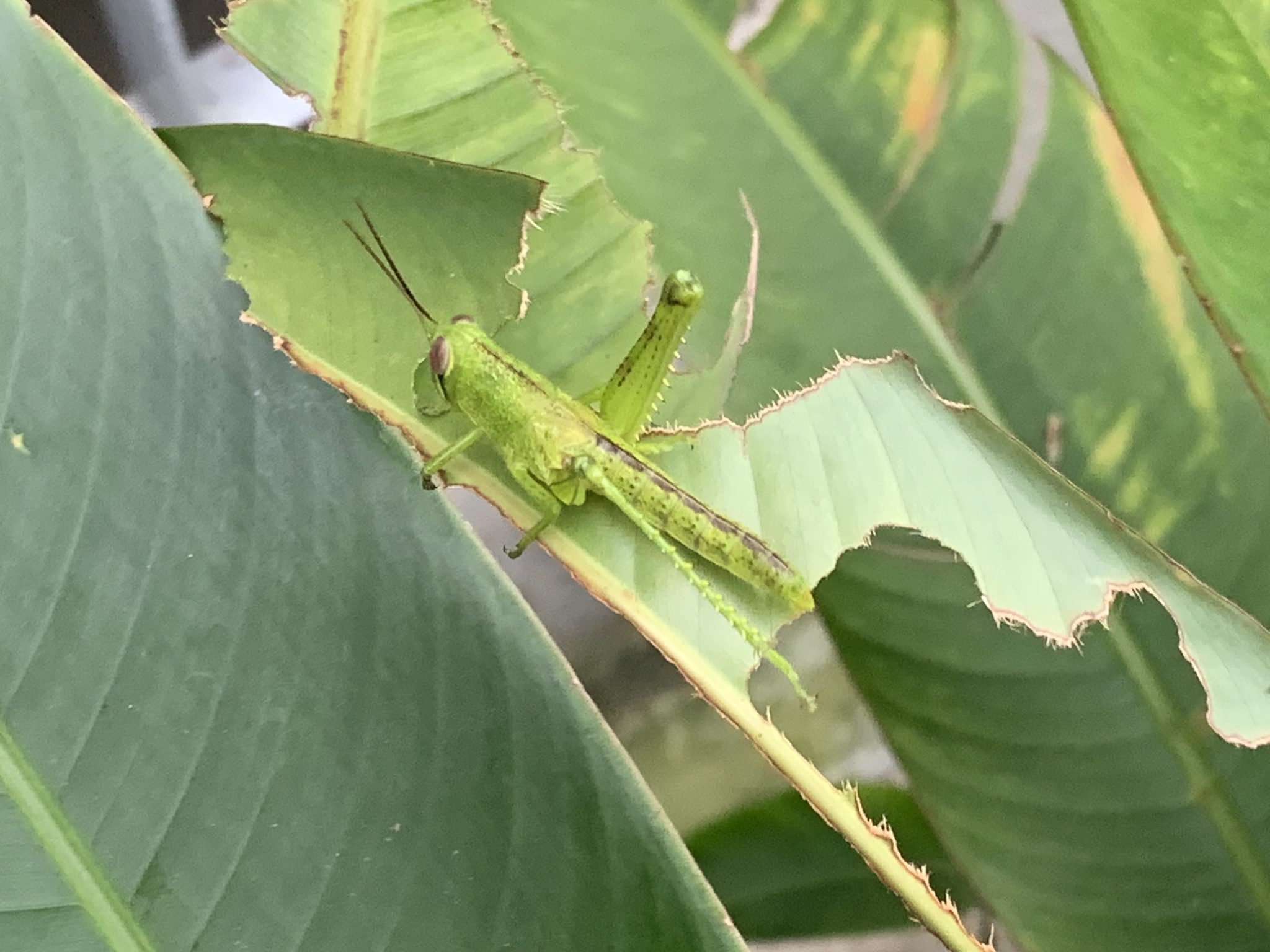 Valanga nigricornis (Burmeister, 1838)