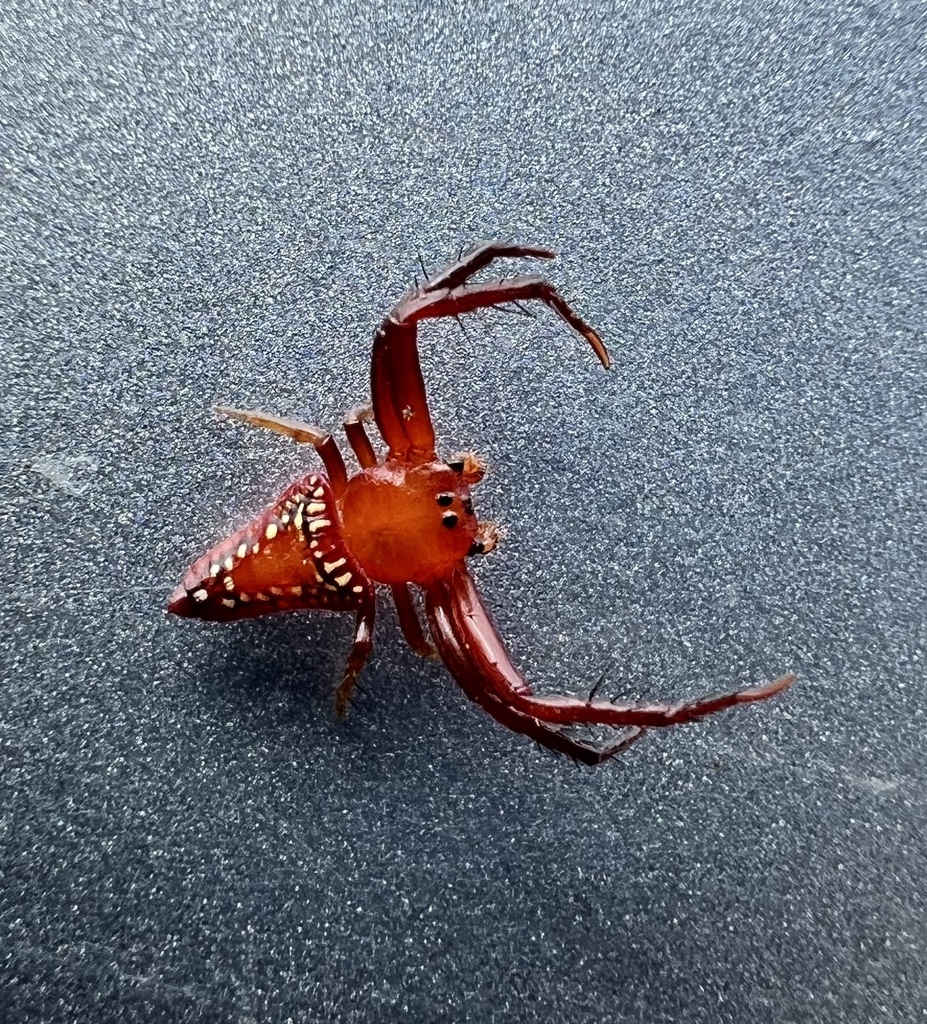 Walckenaer's Studded Triangular Spider from Loongana TAS 7315 ...