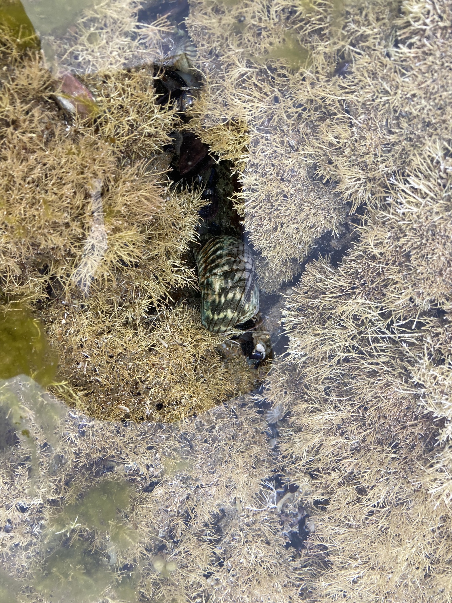 Lunella undulata (Lightfoot), 1786