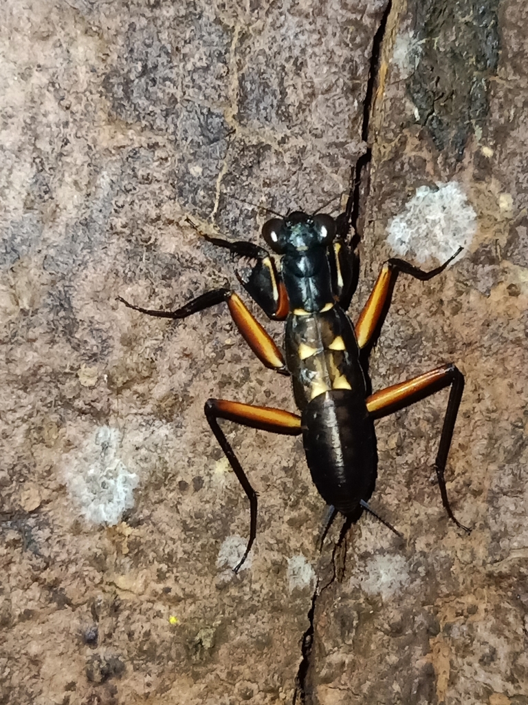 Metallyticus violaceus from Taman Kampar, George Town, Pulau Pinang ...