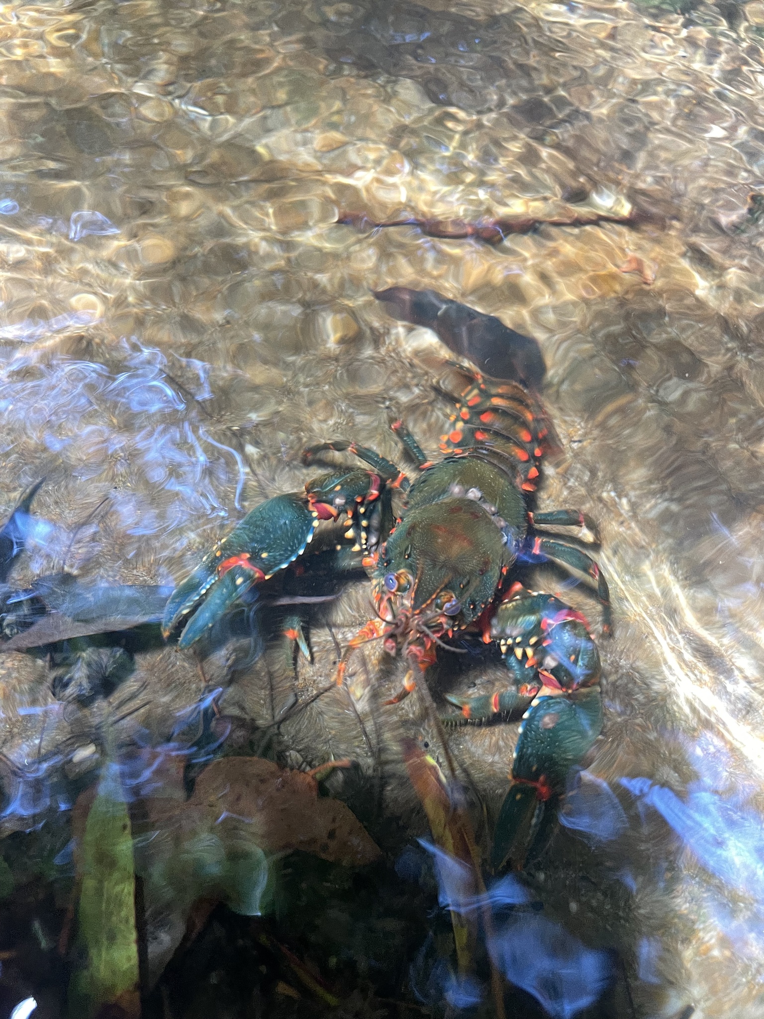 Euastacus spinifer (Heller, 1865)