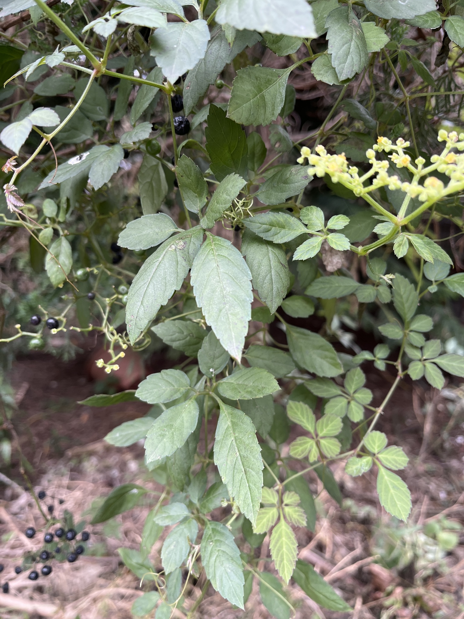 Causonis japonica (Thunb. ex Murray) Raf.