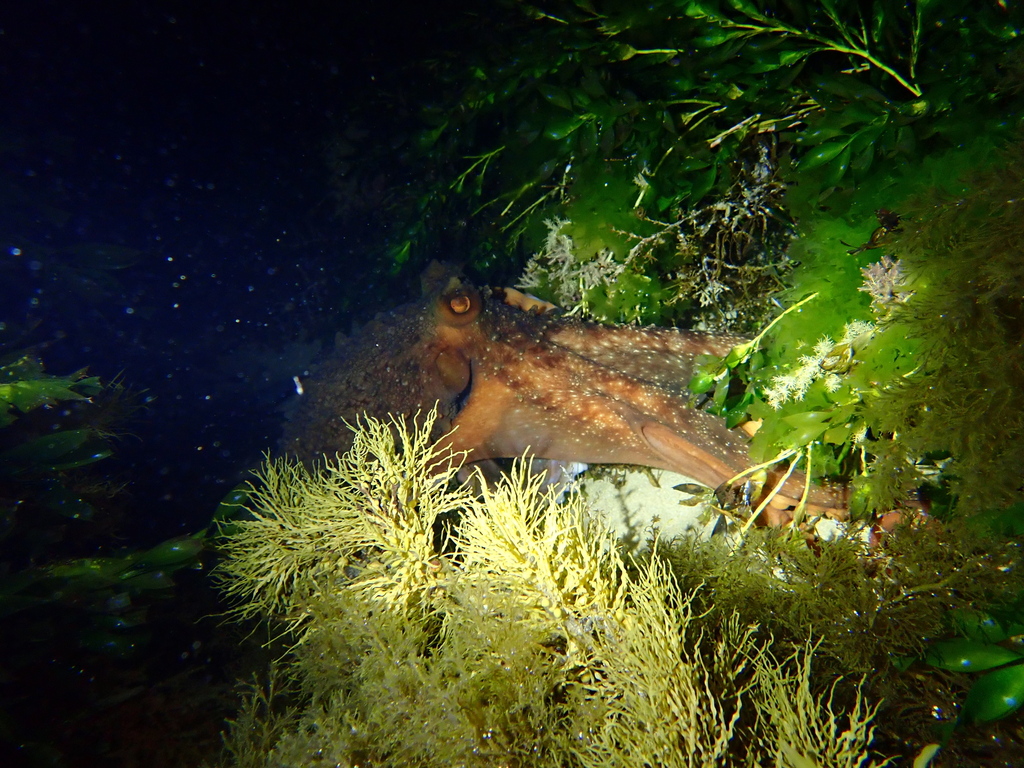 New Zealand Octopus from London Bridge on January 25, 2023 at 09:28 PM ...