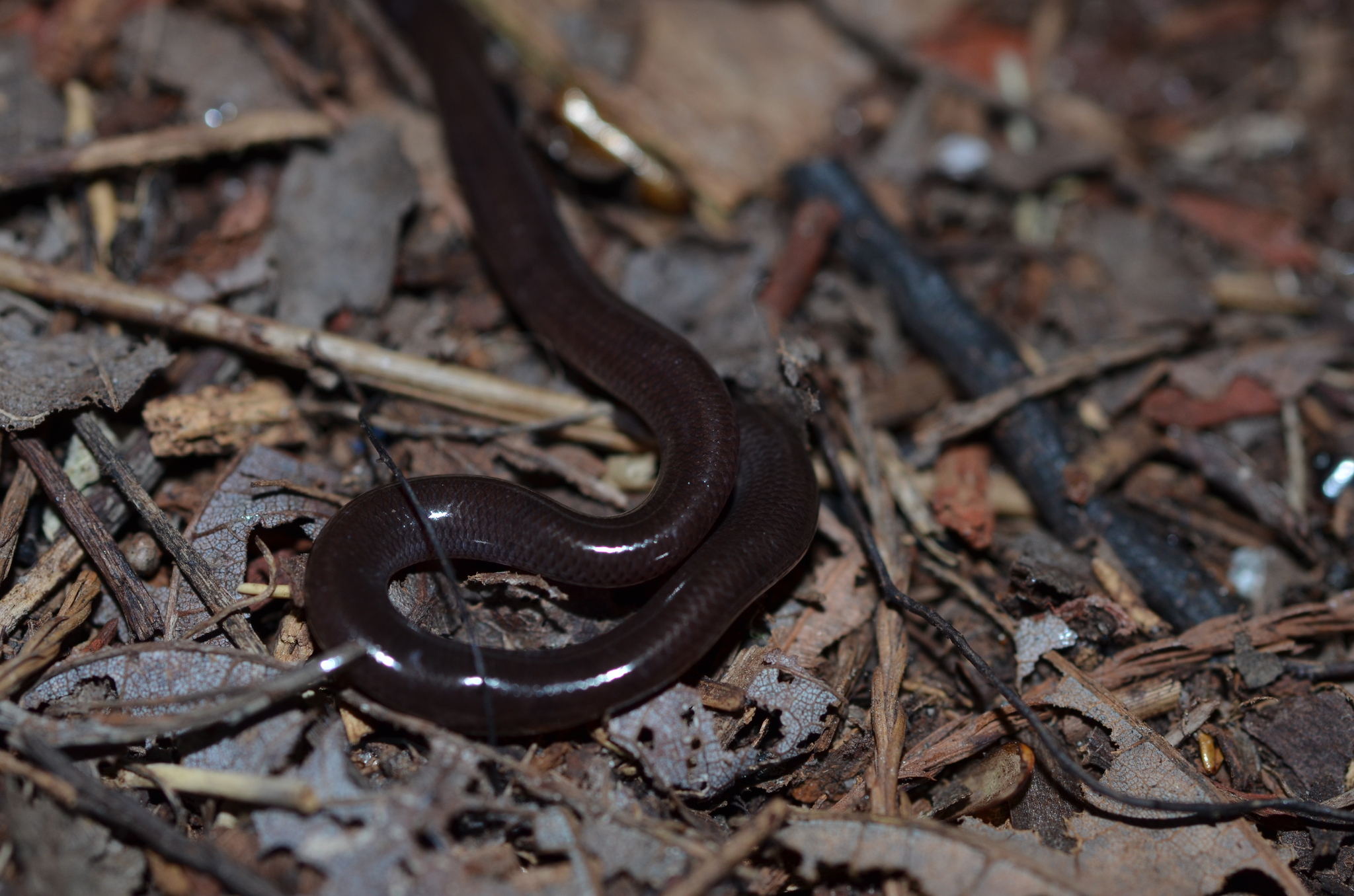 Indotyphlops Hedges, Marion, Lipp, Marin & Vidal, 2014-17