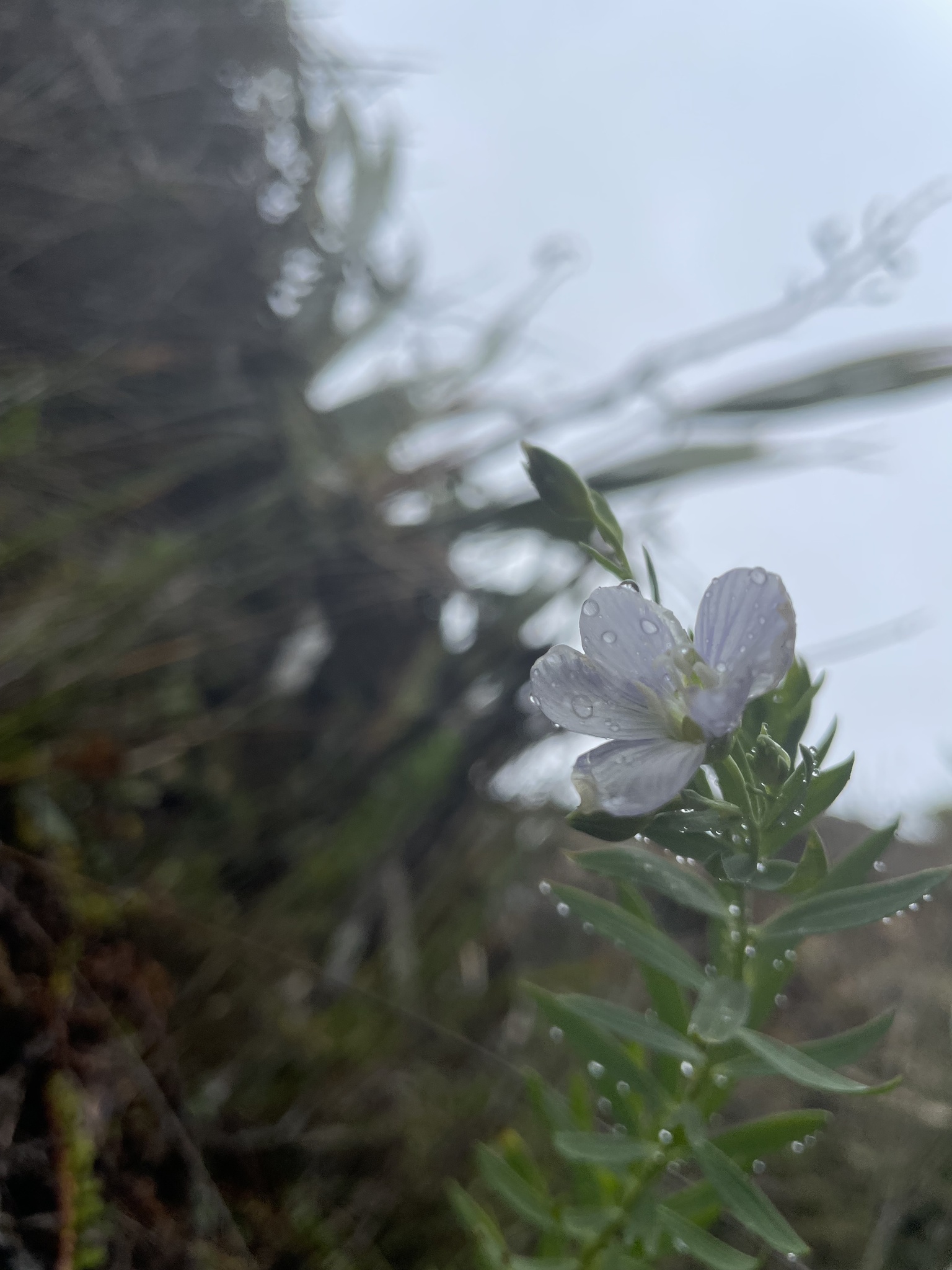 Linum monogynum G.Forst.