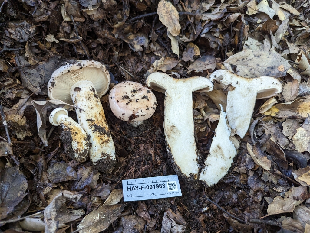 Giant Gray Milk Cap in January 2023 by Stu Pickell · iNaturalist