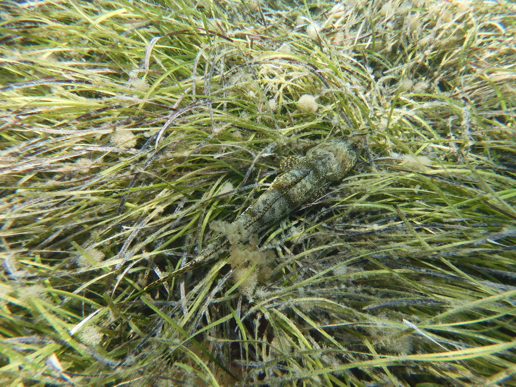 Rock Flathead from Second Valley SA 5204, Australia on January 27, 2023 ...