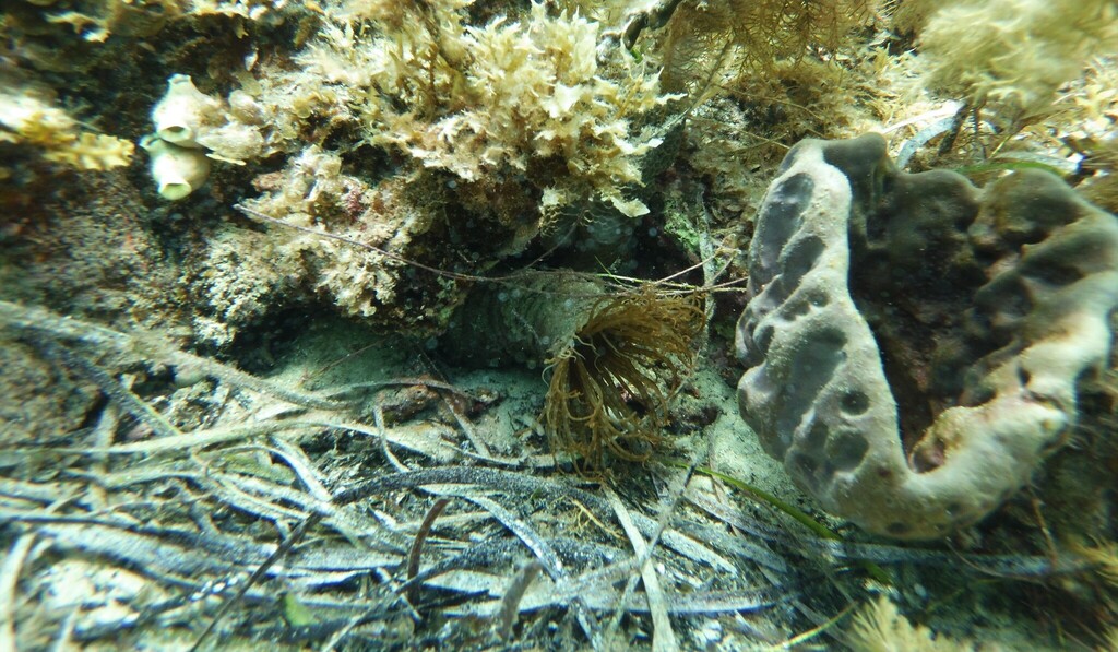 Cerianthidae from Second Valley SA 5204, Australia on January 27, 2023 ...