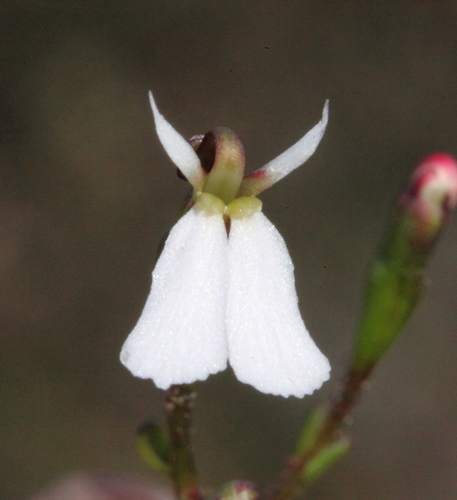 Stylidium obtusatum · iNaturalist