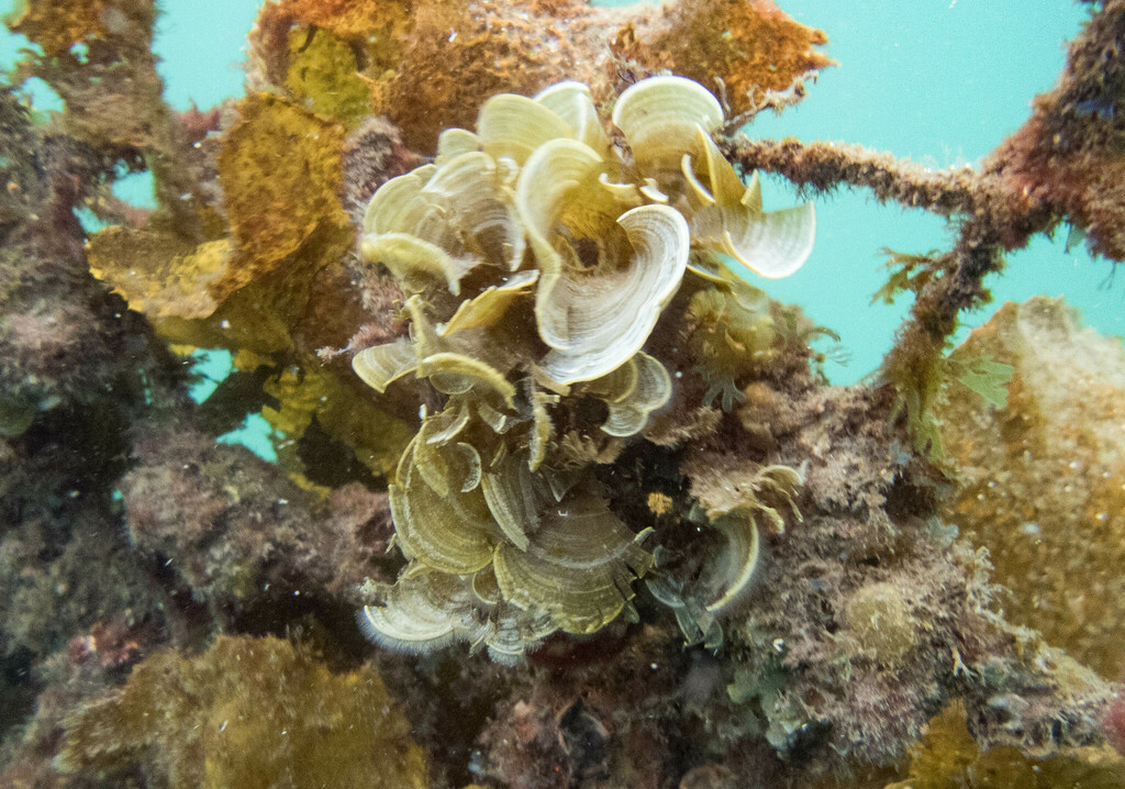 White Scroll Alga from Sydney NSW, Australia on January 26, 2023 at 06: ...