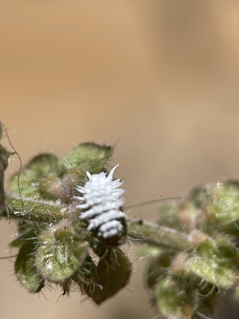 Mealybug Destroyer from Milton Pl, Lake Coogee, WA, AU on January 28 ...