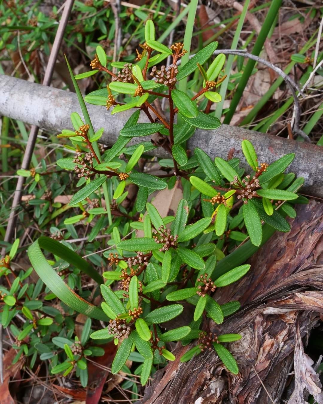 Phebalium squamulosum Vent.