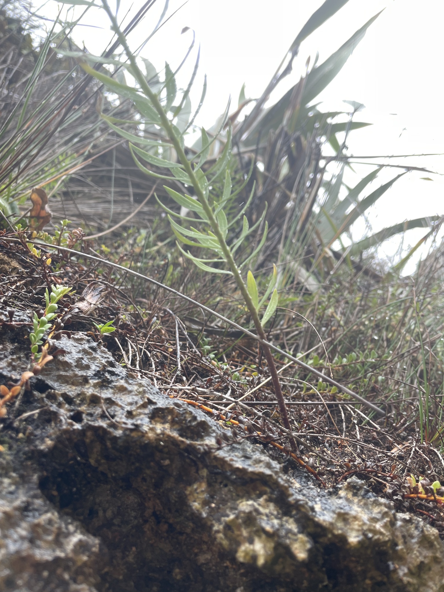 Linum monogynum G.Forst.