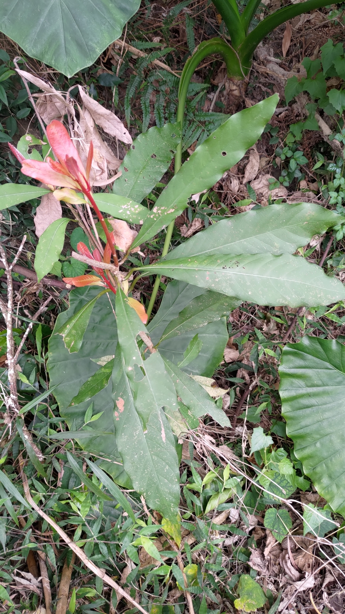 Machilus japonica Siebold & Zucc.