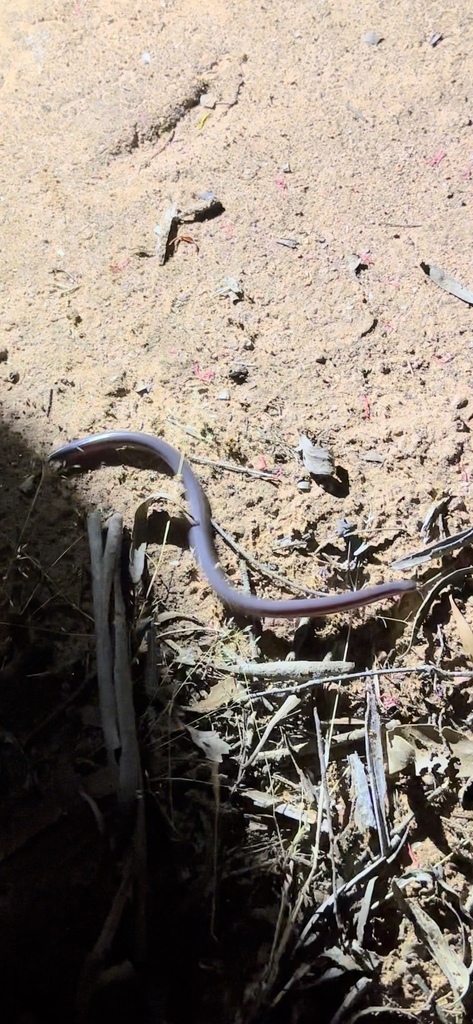 Dark-spined Blind Snake from Wattle Rd, Monarto, SA, AU on January 27 ...