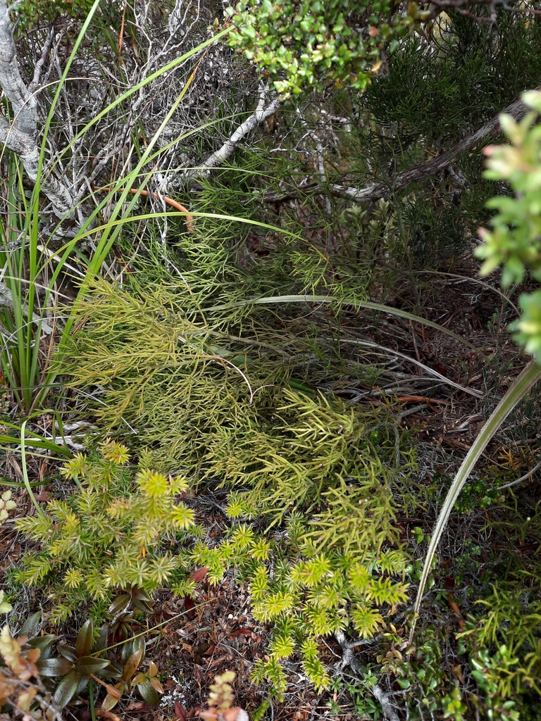 Exocarpos bidwillii from Sewell Peak on January 25, 2023 at 02:45 PM by ...