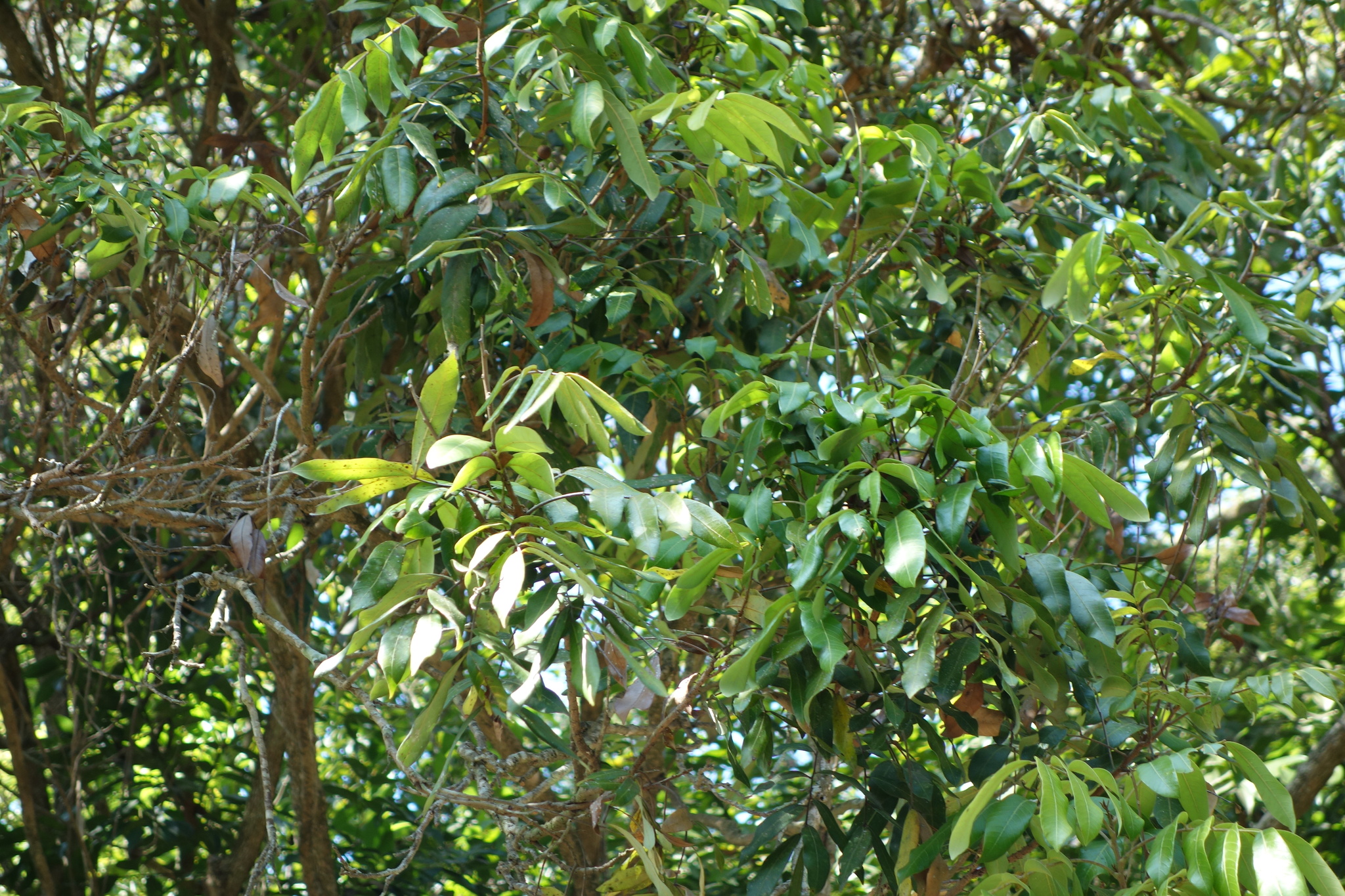 Dimocarpus longan Lour.