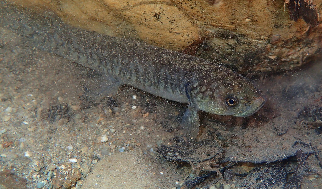 Climbing Galaxias in January 2023 by William Harland. Actively swimming ...