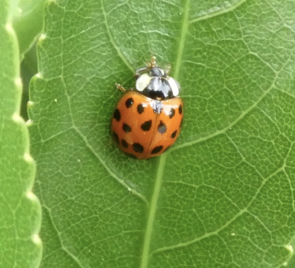 Asian Lady Beetle from Rotokauri, Baverstock 3289, New Zealand on ...