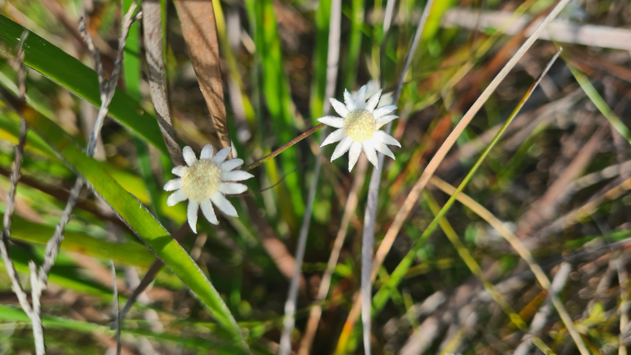 Actinotus minor (Sm.) DC.