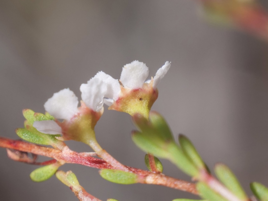 Astartea corniculata (Walpole Wilderness Peat Flora ) · iNaturalist