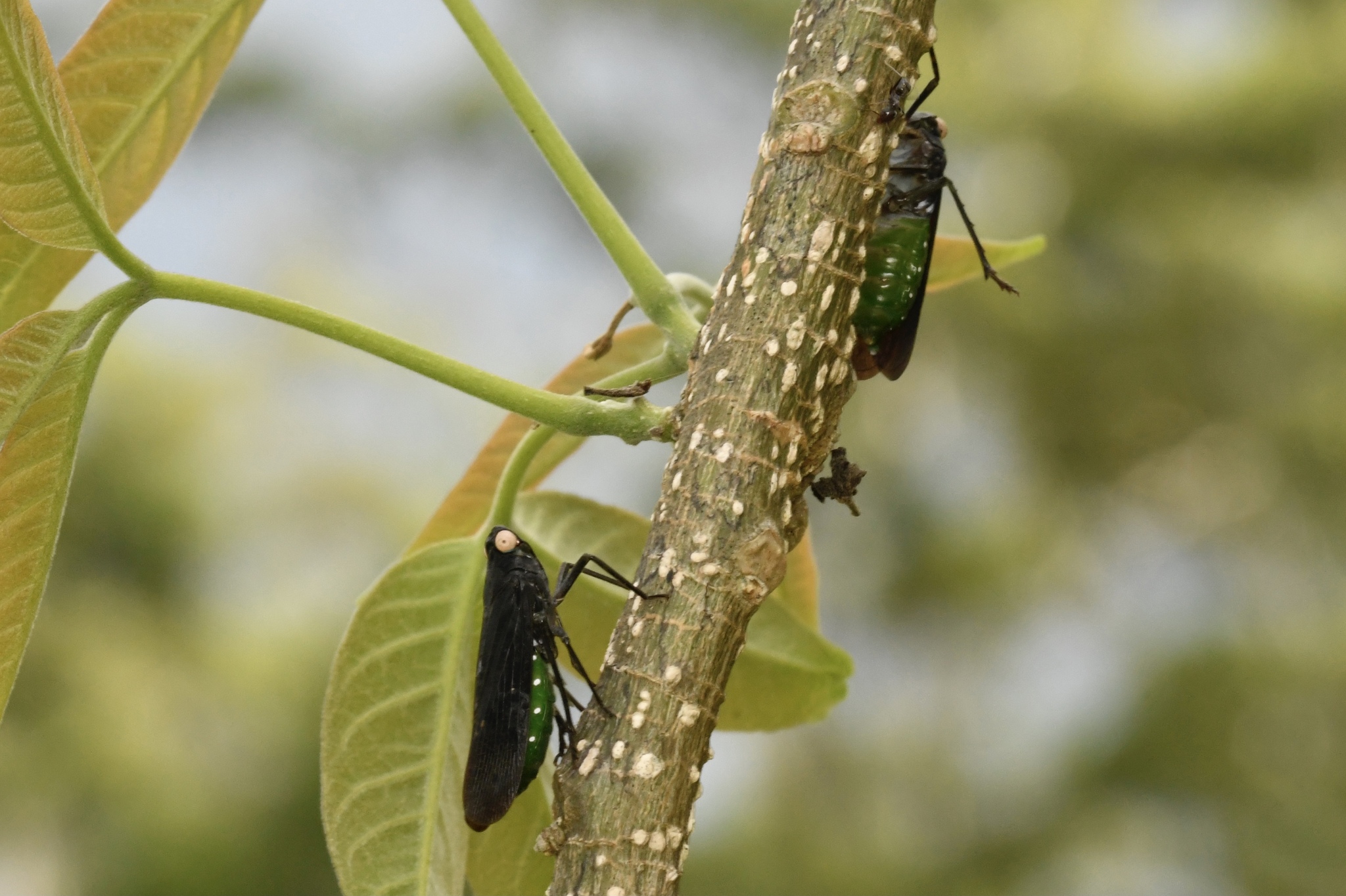 Desudaba Walker, 1858