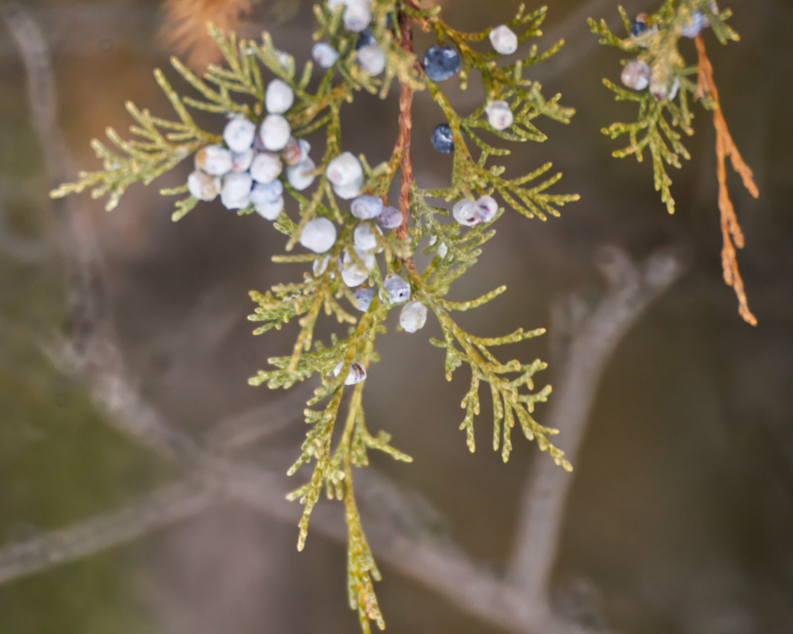 Juniperus scopulorum Sarg.