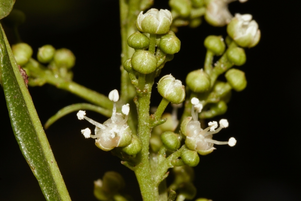 fern tree (Filicium decipiens) - Botanical Realm