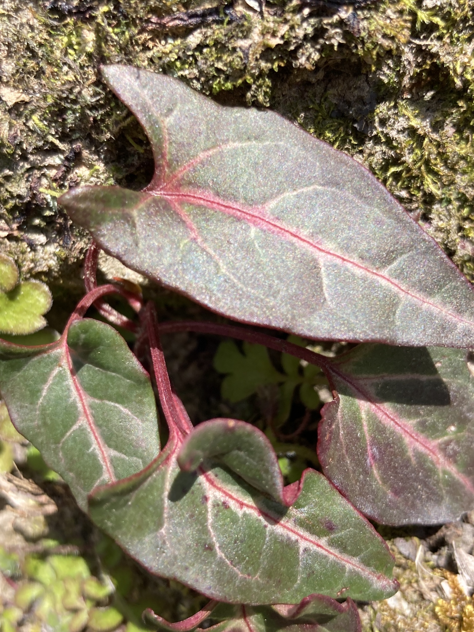 Fallopia multiflora (Thunb.) Haraldson