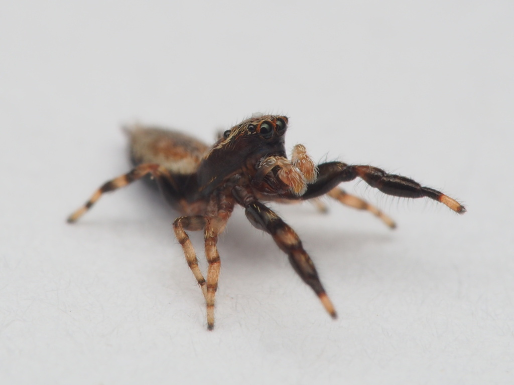Jumping Spiders from North Island, Kaeo, Northland, NZ on January 25 ...
