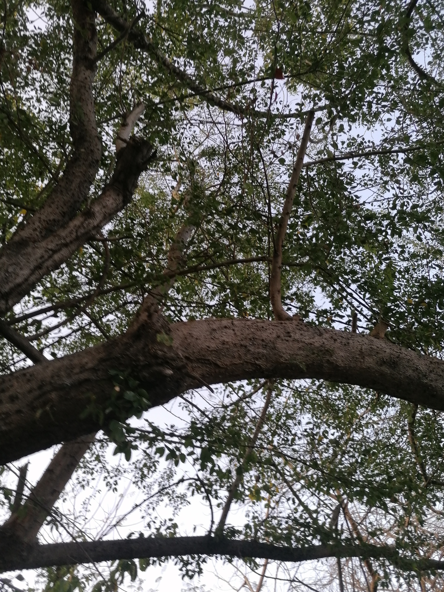 Pithecellobium dulce (Roxb.) Benth.