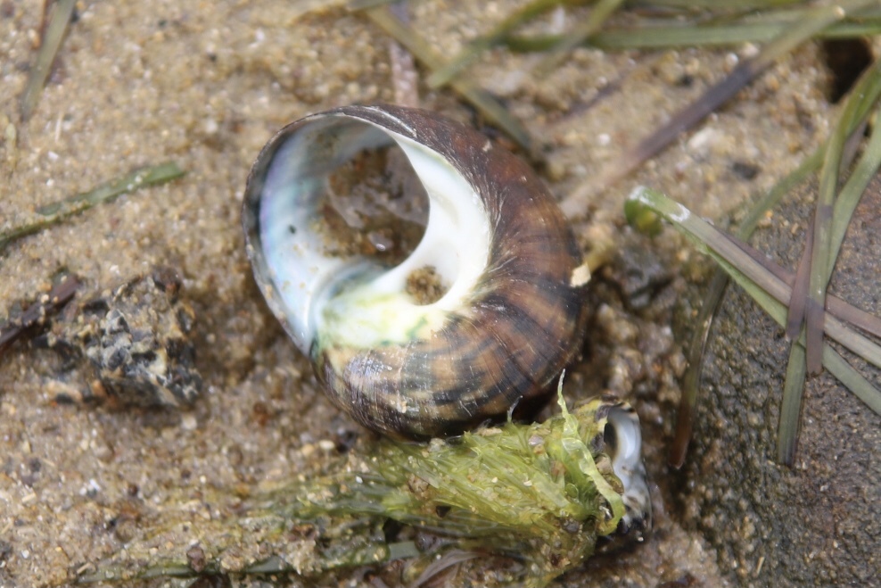 Lunella undulata (Lightfoot), 1786