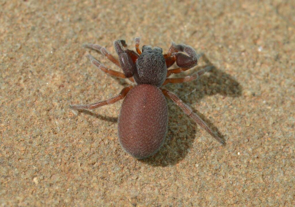 Common Palp-footed Spiders from Medjana, Algérie on June 04, 2020 at 04 ...