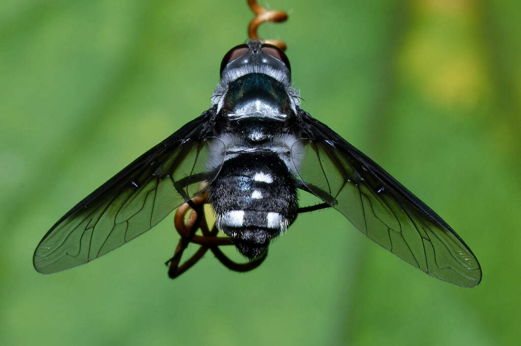 Thraxan from Acacia Hills NT 0822, Australia on January 28, 2023 at 06: ...