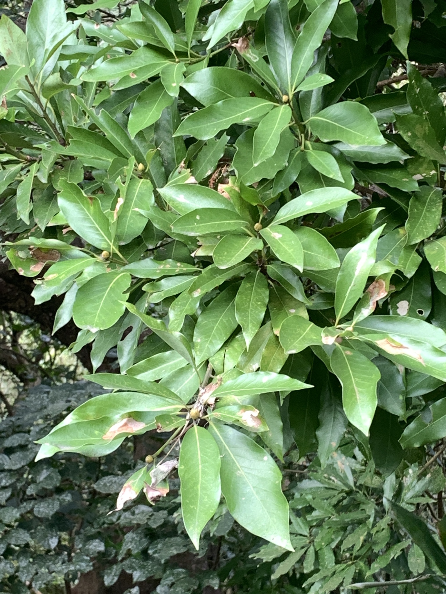 Machilus japonica Siebold & Zucc.