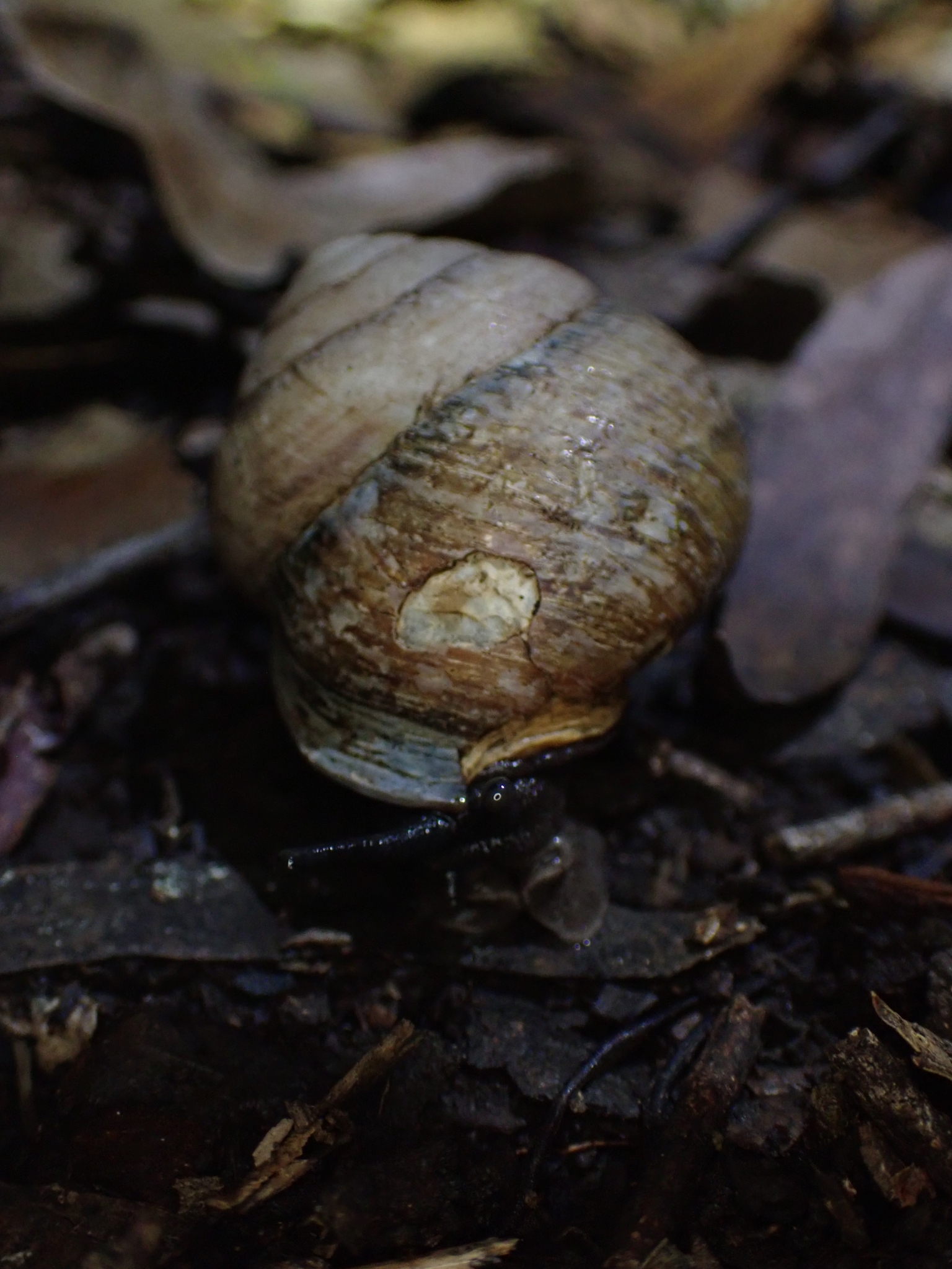 Sphaerospira Mörch, 1867