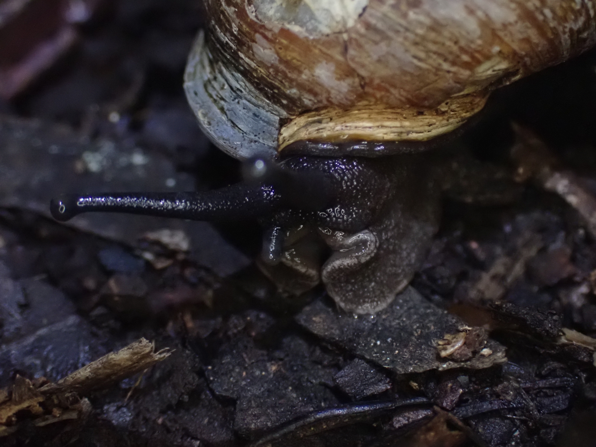 Sphaerospira Mörch, 1867