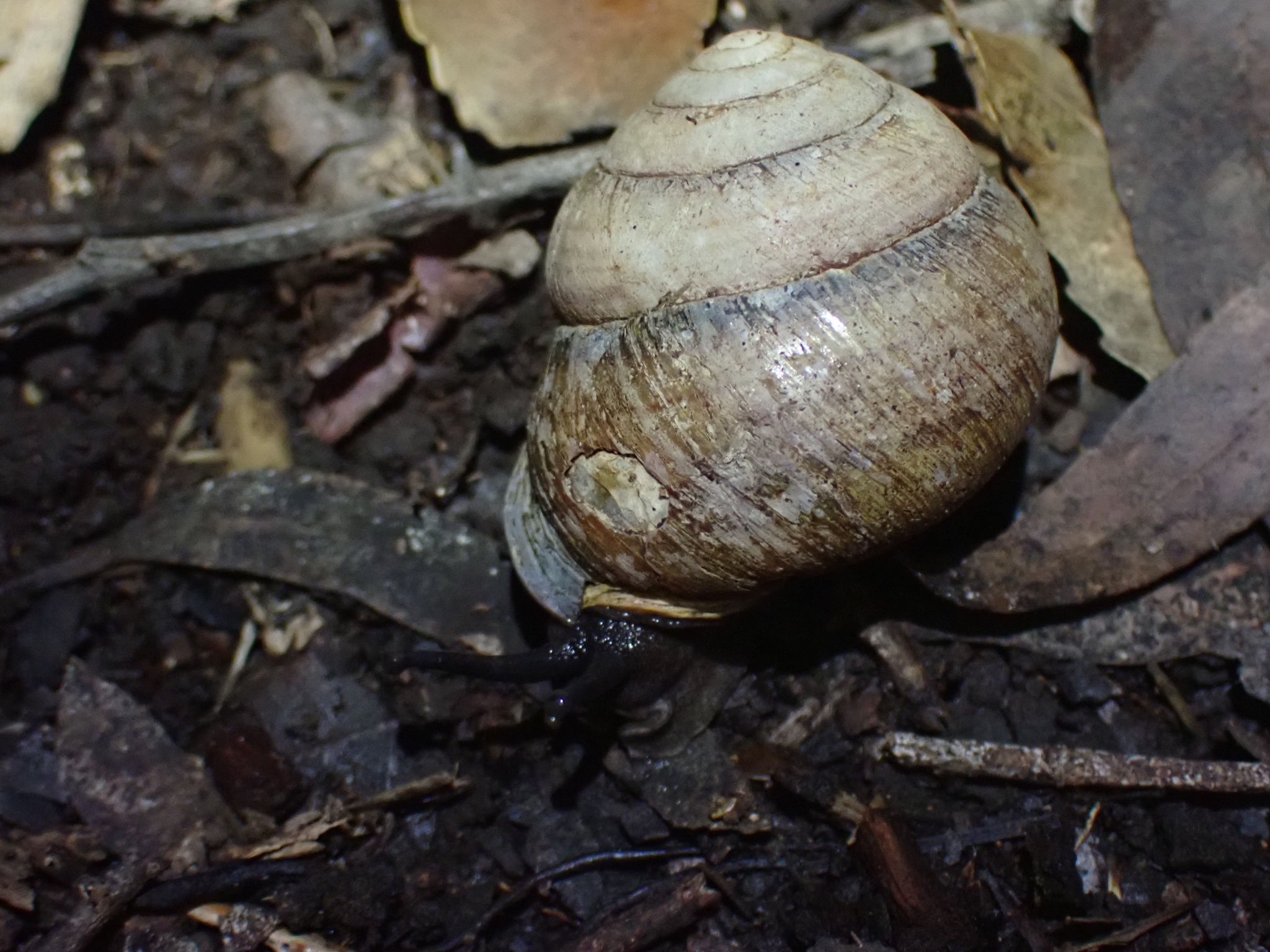 Sphaerospira Mörch, 1867