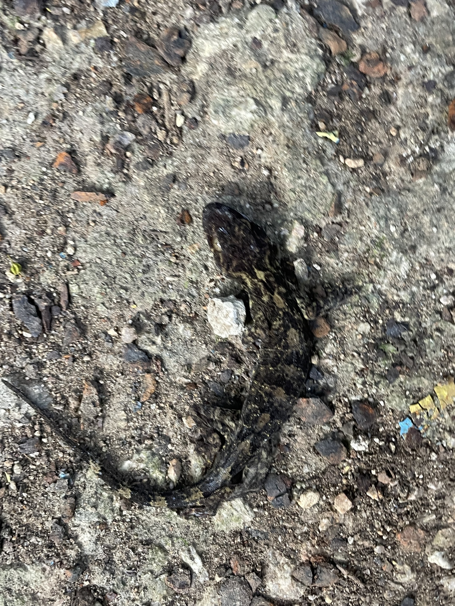 Gekko chinensis (Gray, 1842)