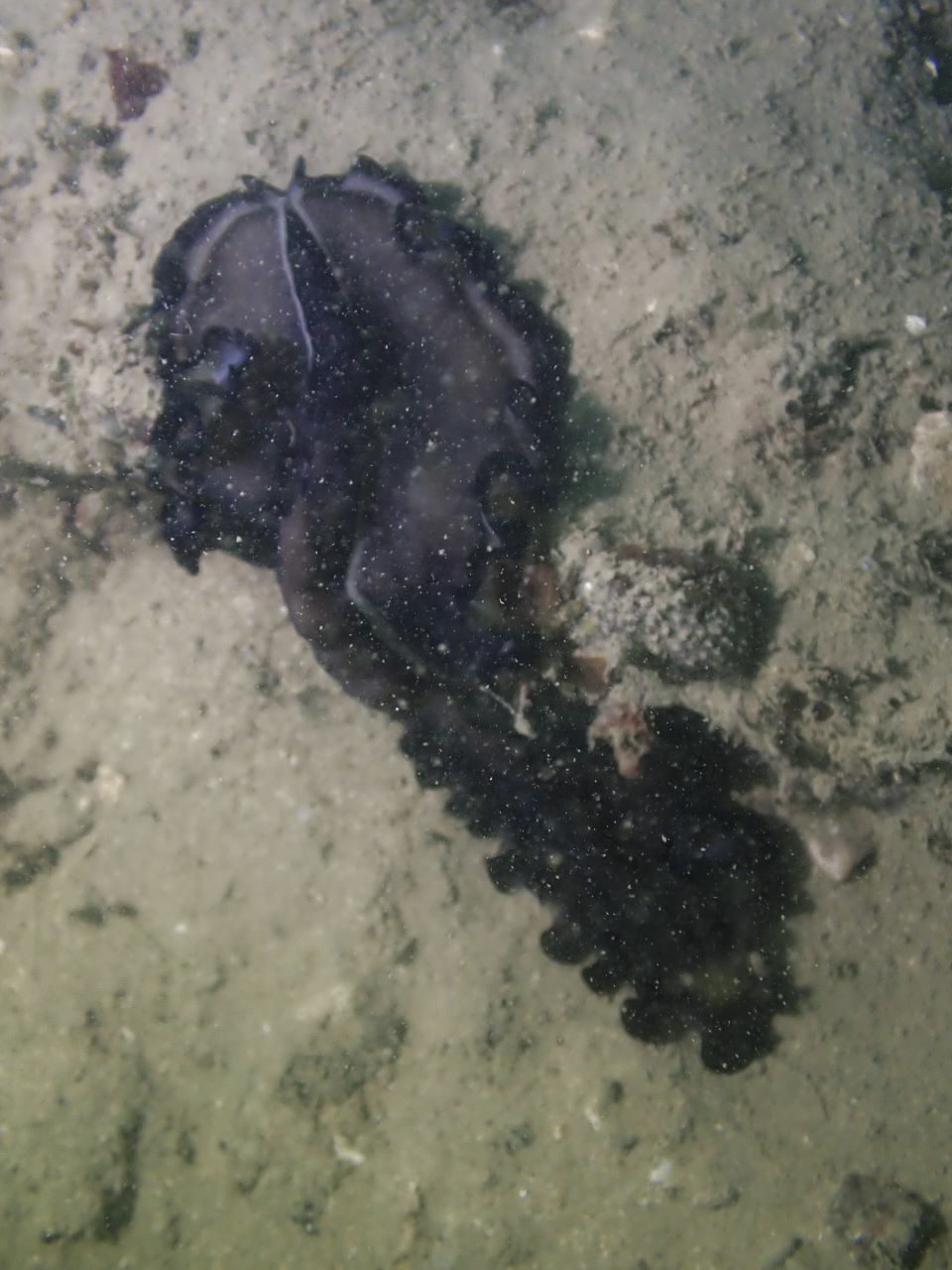 Turbellaria