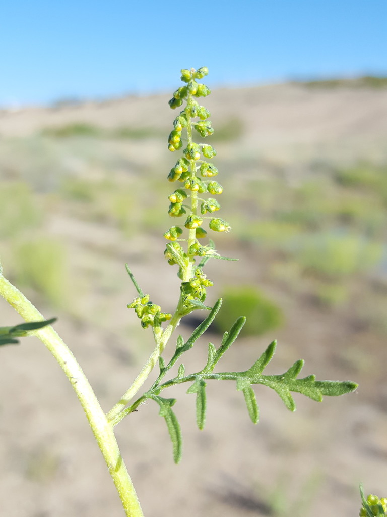 Flatspine bursage (LAX Dunes Compendium of Flora and Fauna) · iNaturalist