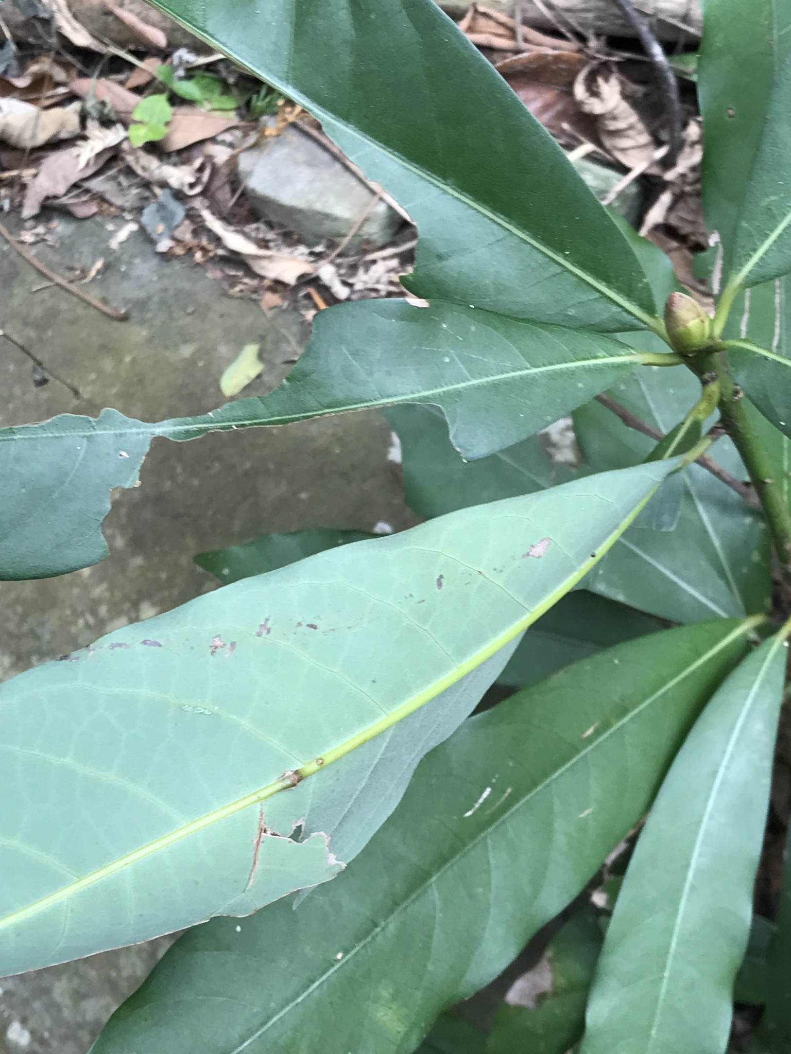Machilus japonica Siebold & Zucc.